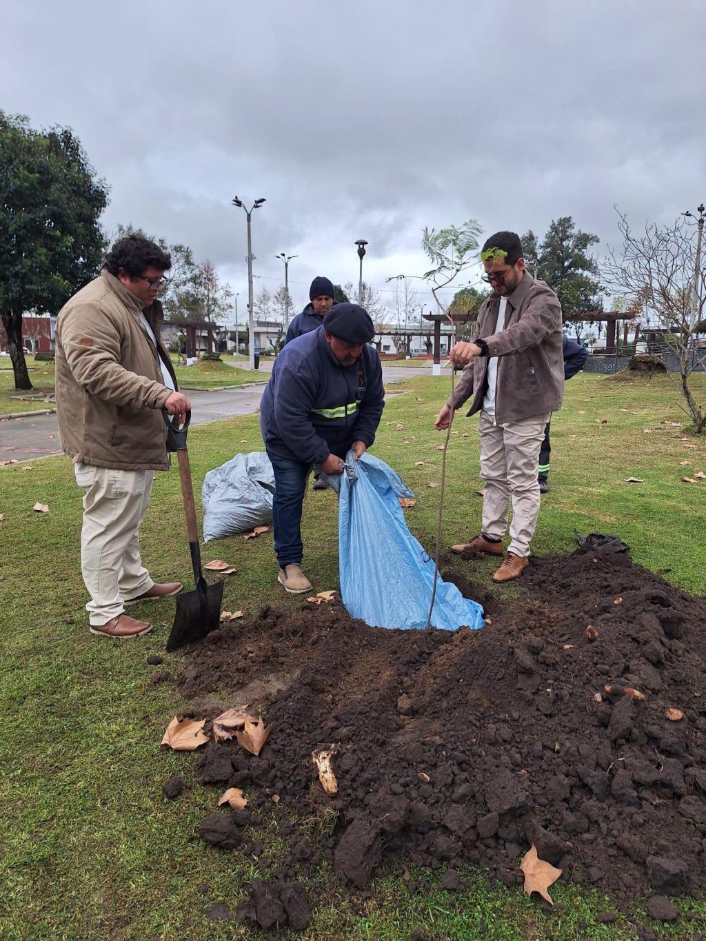 Plantaron un jacarandá en la plaza Lázaro Cabrera de Solís de Mataojo ...